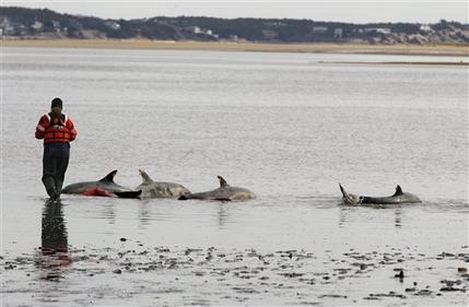 Dolphins stranded in Cape Cod - Antarctica Journal
