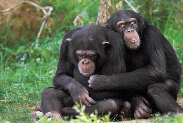 The evolutionary roots of monogamy - Antarctica Journal