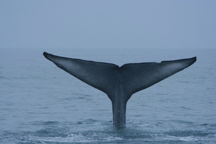 New Species of Whale Discovered In Antarctica - Antarctica Journal