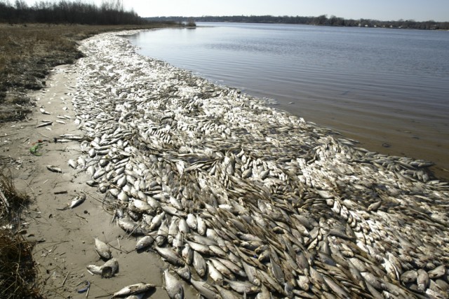 Oceans are dying - Antarctica Journal