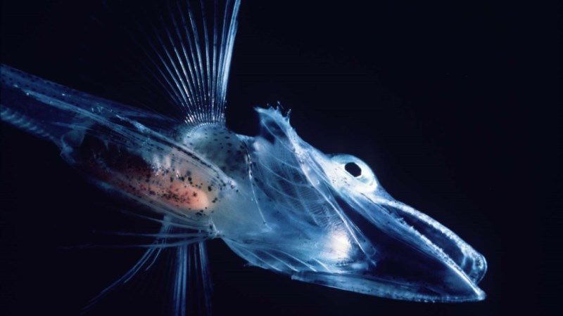 Antarctic Fish Have Ice In Their Veins - Antarctica Journal
