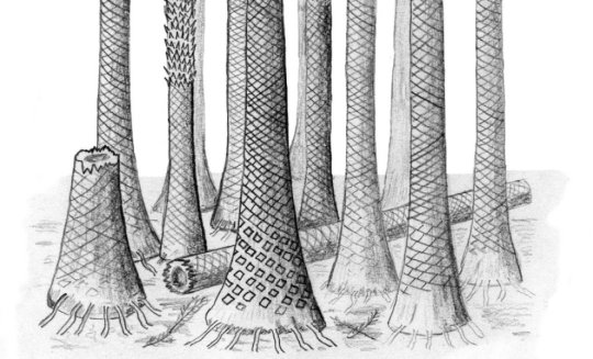 Ancient fossil forest unearthed in Arctic Norway - Antarctica Journal