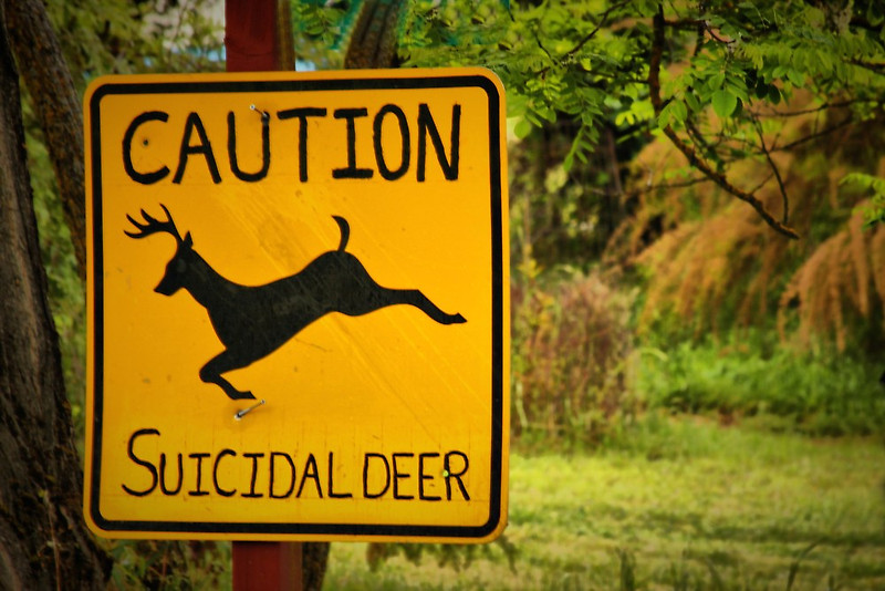 'Suicidal deer' sign making Illinois drivers take notice - Antarctica ...