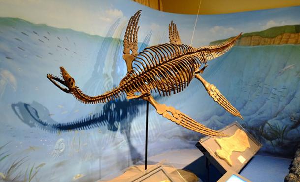 Fossil of ‘real-life Loch Ness Monster’ found in Antarctica ...